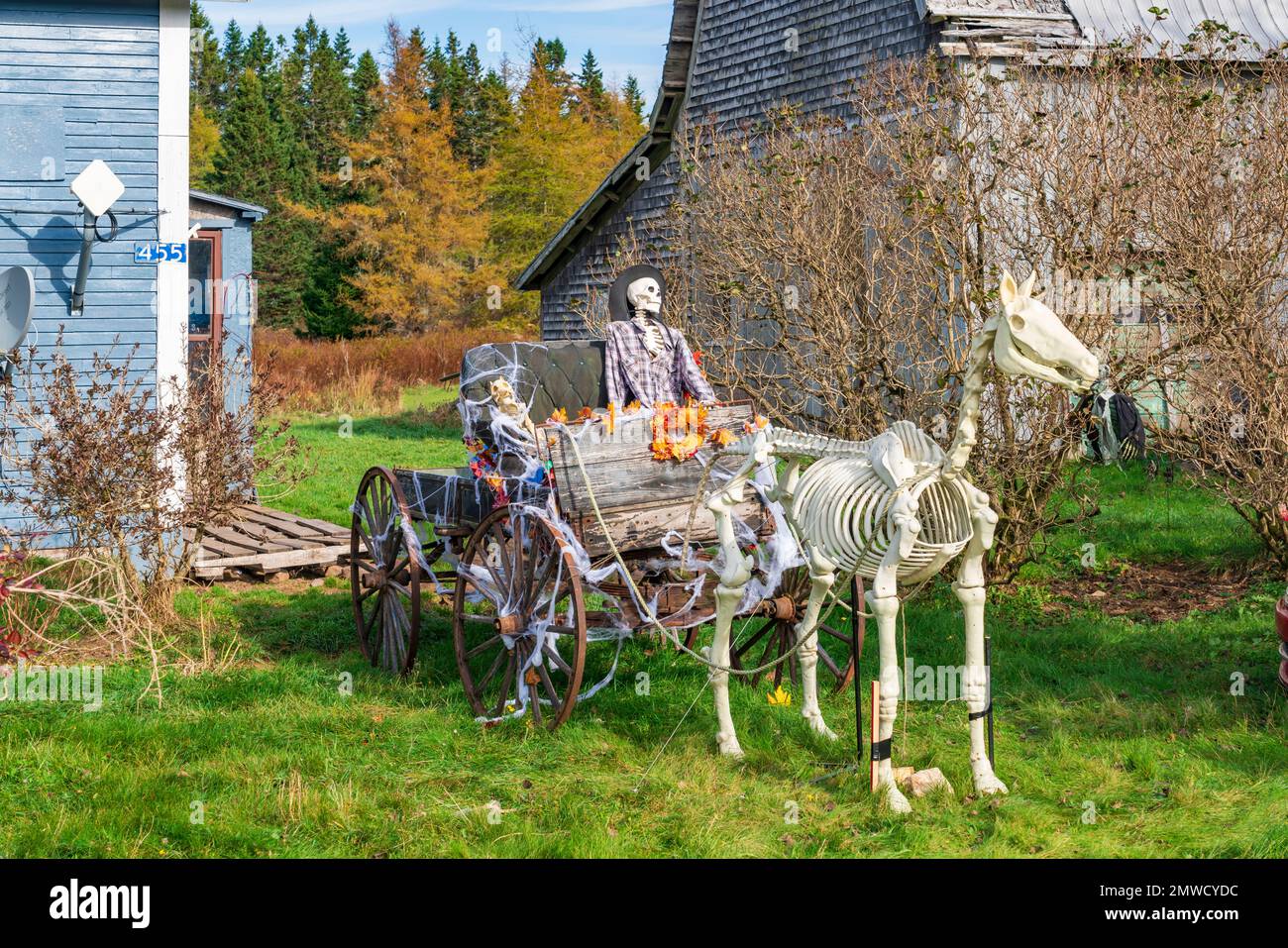 A Halloween skeleton on a buggy near Dipper Harbour, New Brunswick ...