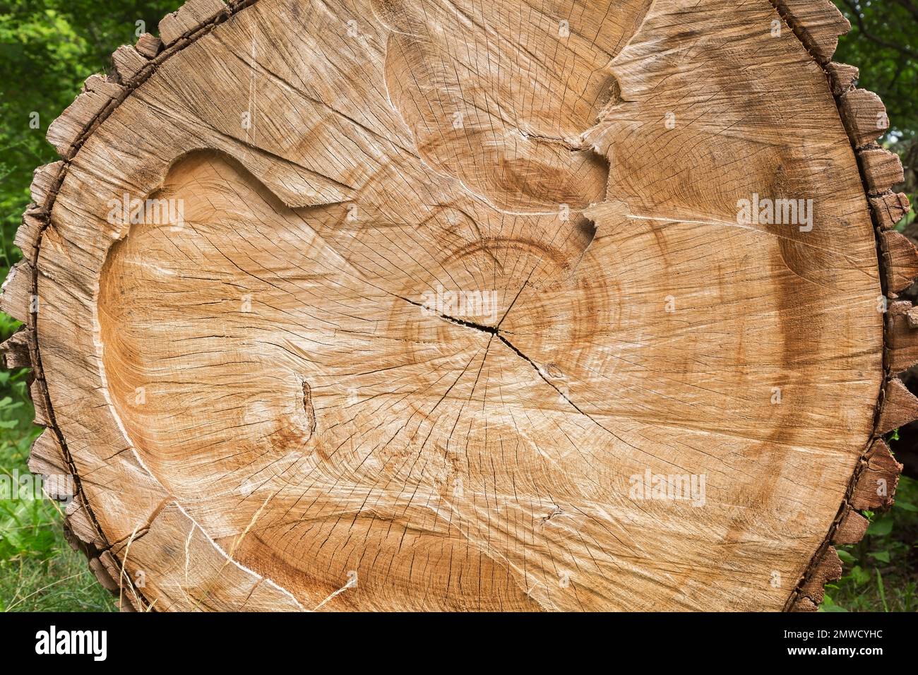 Cut cross section of deciduous tree trunk with tree rings Stock Photo ...