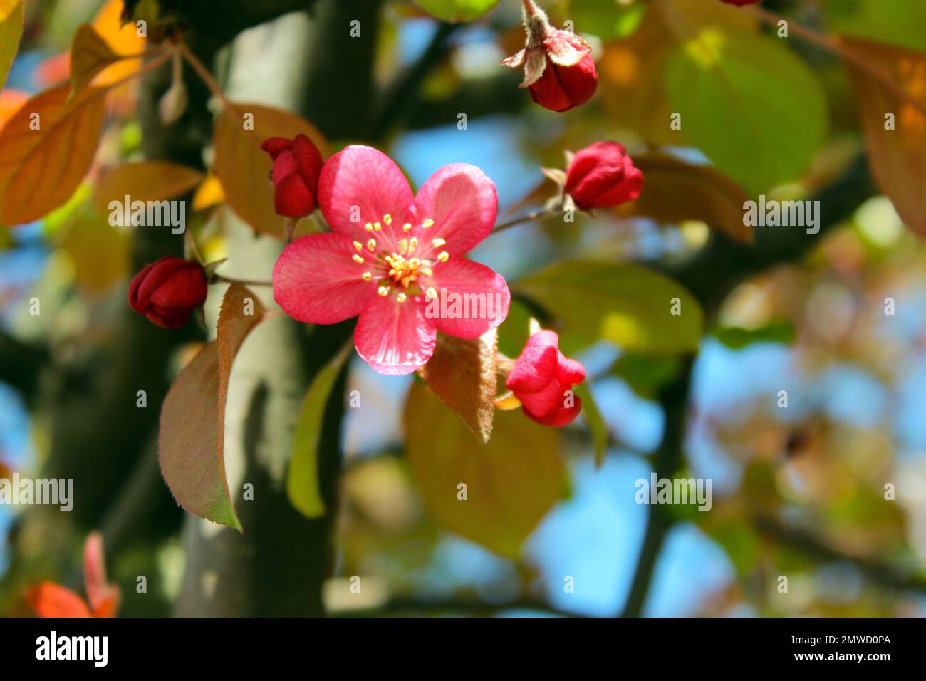 Malus spectabilis, Crabapple Stock Photo - Alamy