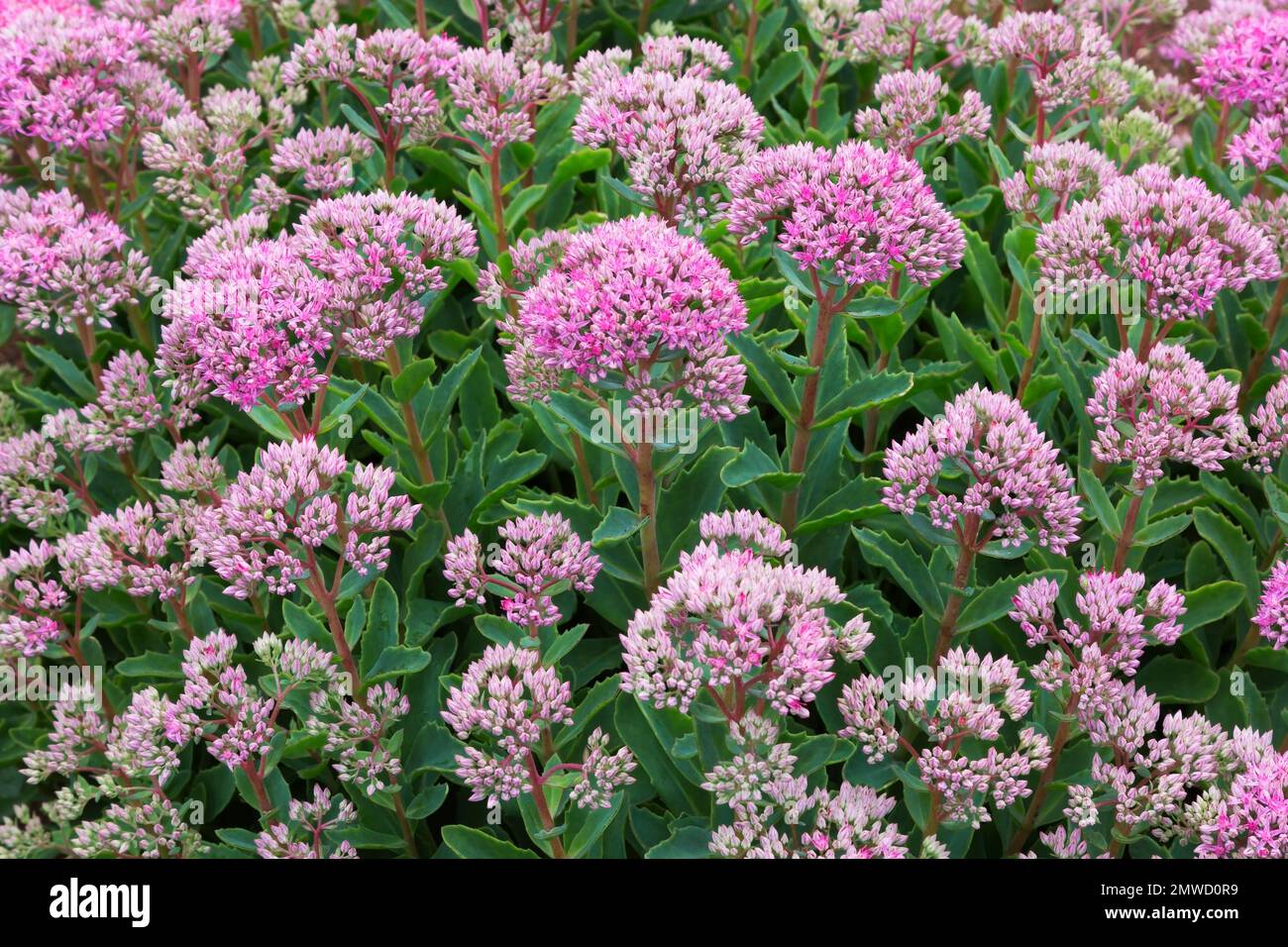 Pink flowering Sedum - Stonecrop in late summer Stock Photo - Alamy