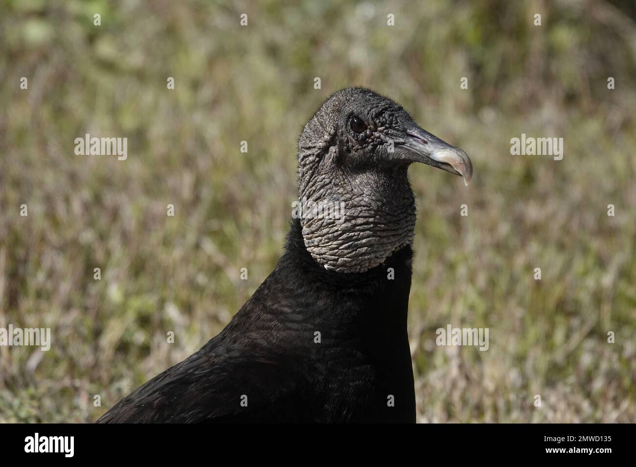 Black vulture closeup, Big Cypress National Preserve, Everglades ...