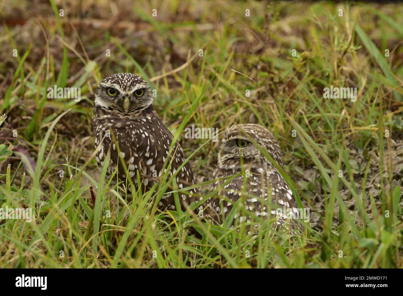 Burrowing owls, Marco Island, Florida, standing by their burrows in the ...