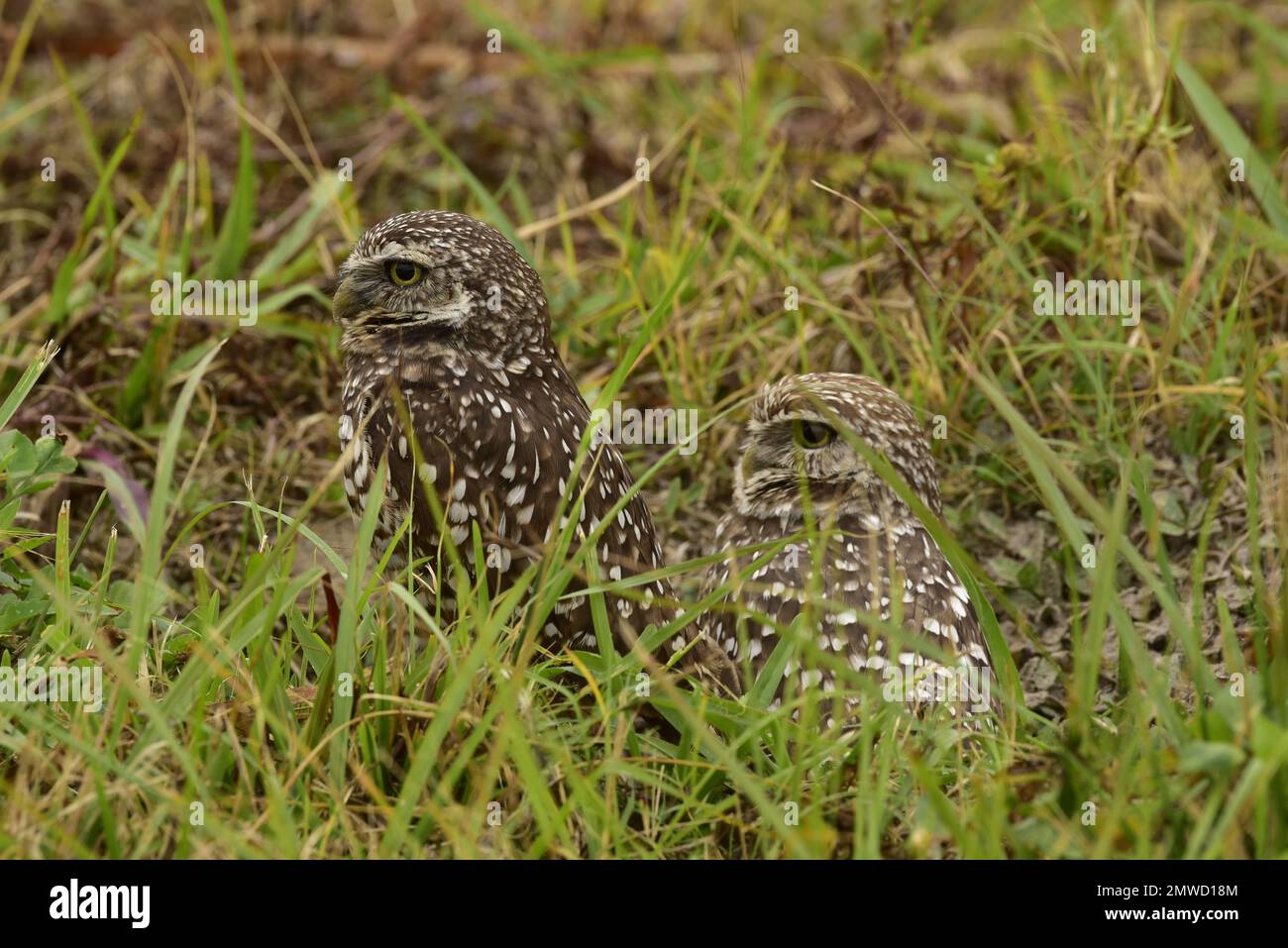 Burrowing owls, Marco Island, Florida, standing by their burrows in the ...