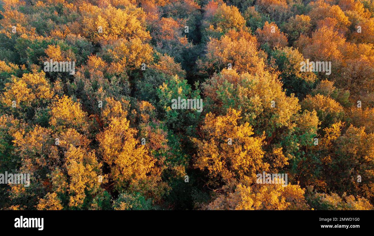 The trees changing color from above in The Netherlands, Drenthe Stock ...