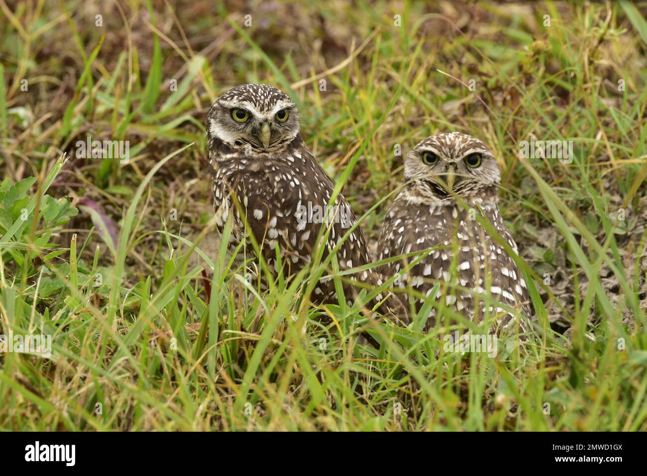 Burrowing owls, Marco Island, Florida, standing by their burrows in the ...