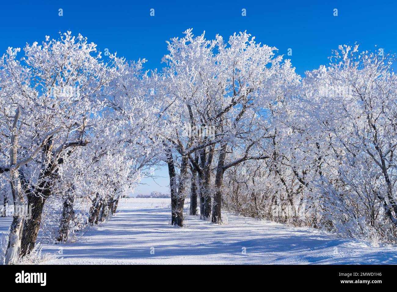 Hoare frost on trees hi-res stock photography and images - Alamy