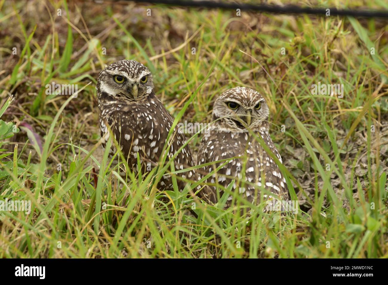 Burrowing owls, Marco Island, Florida, standing by their burrows in the ...