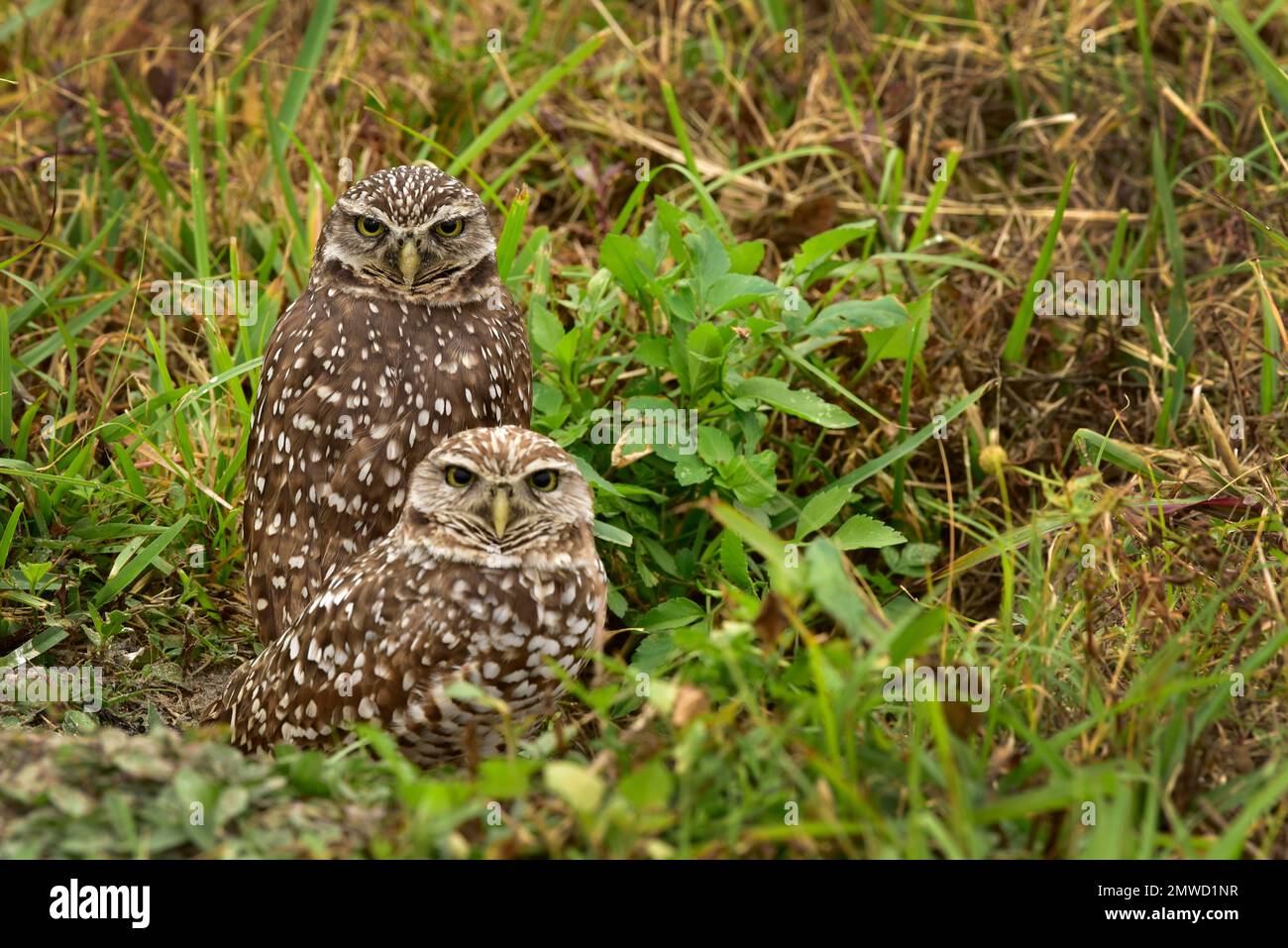 Burrowing owls, Marco Island, Florida, standing by their burrows in the ...