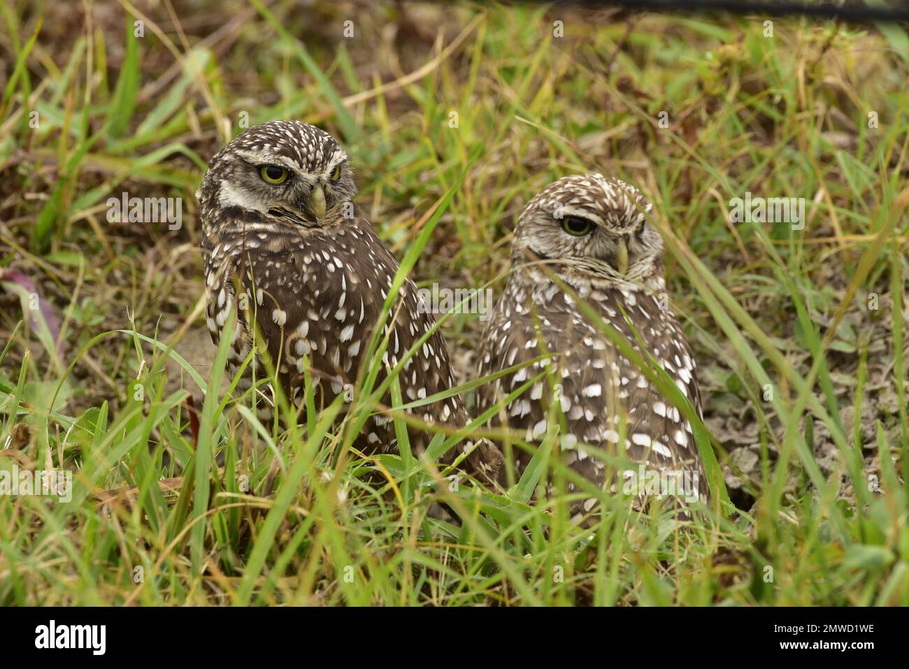 Marco grass hi-res stock photography and images - Alamy