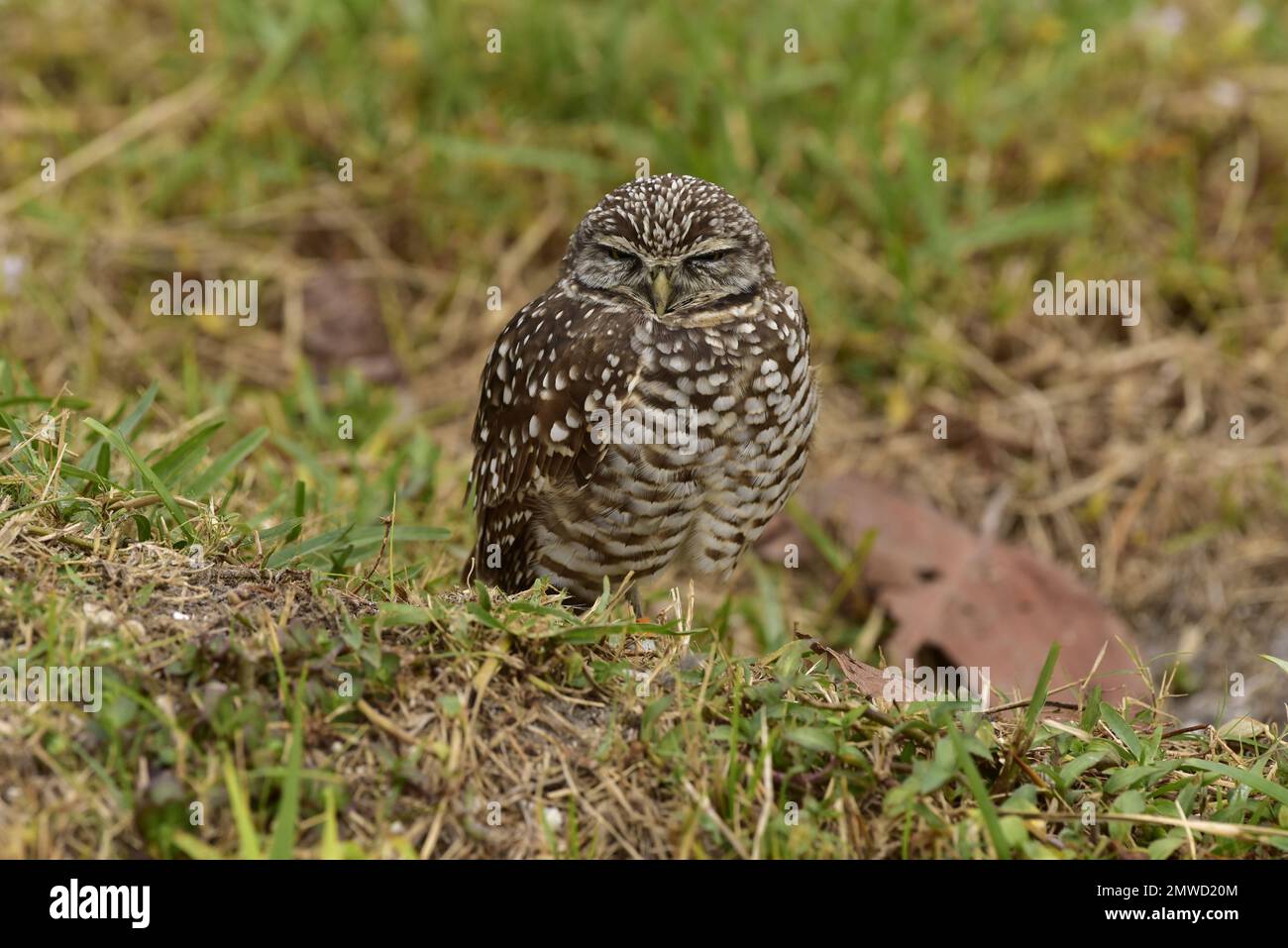 Burrowing owls, Marco Island, Florida, standing by their burrows in the ...