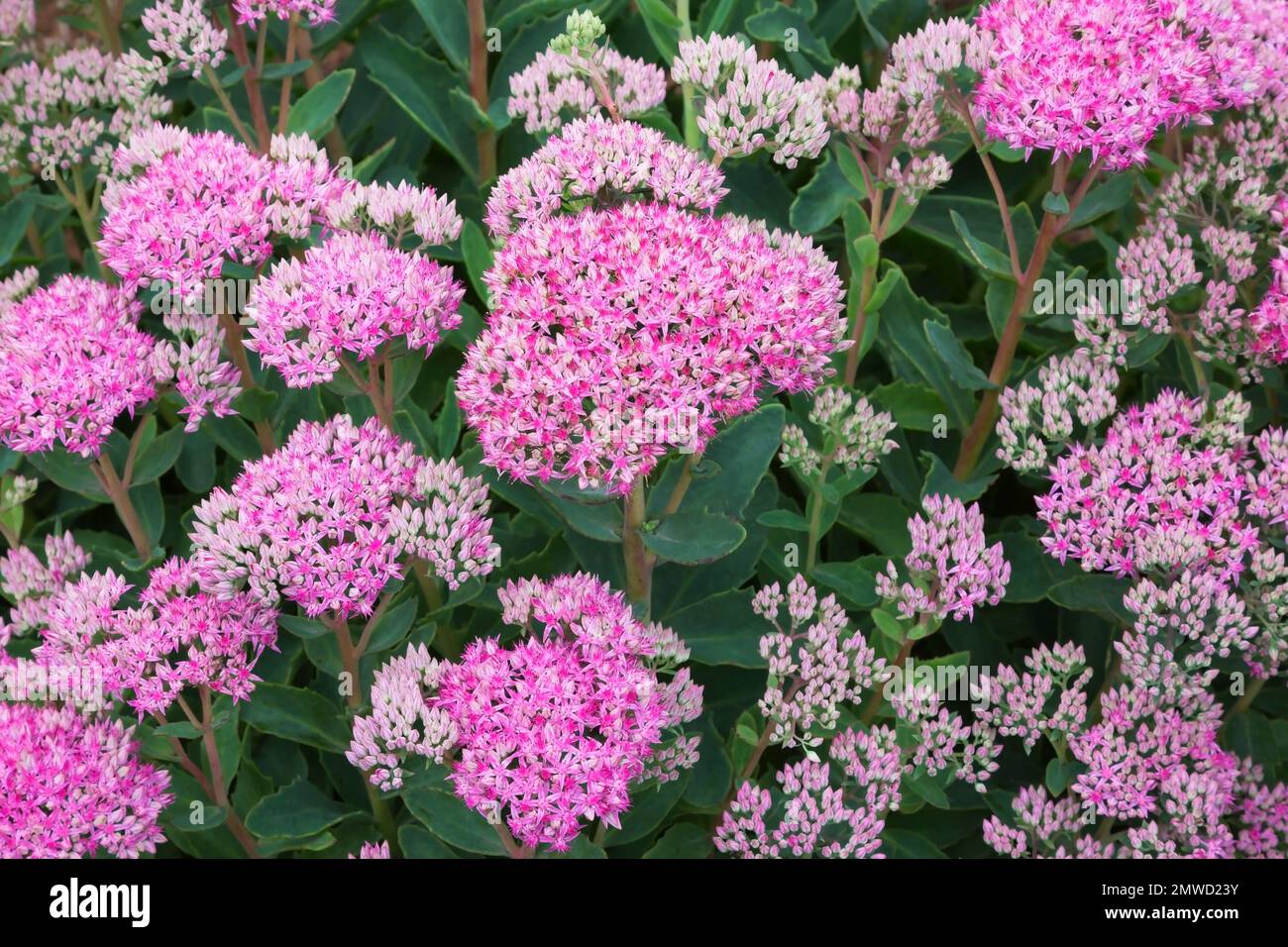 Pink flowering Sedum - Stonecrop in late summer Stock Photo - Alamy