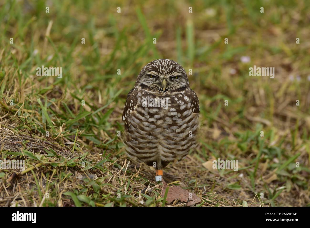 Burrowing owls, Marco Island, Florida, standing by their burrows in the ...