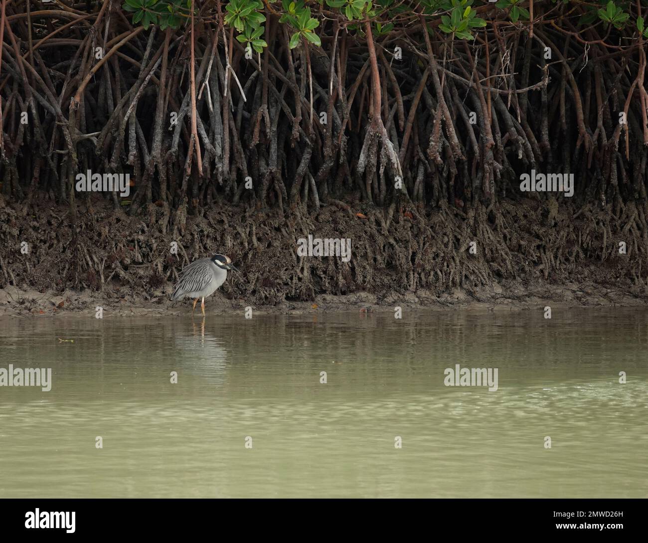 Yellow-crowned night heron in mangrove swamp, Everglades National Park ...