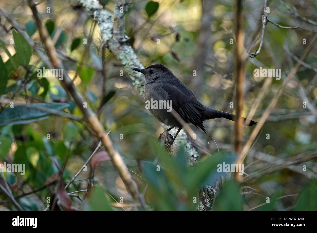 Gray catbird in tree, Big Cypress National Preserve, Everglades ...