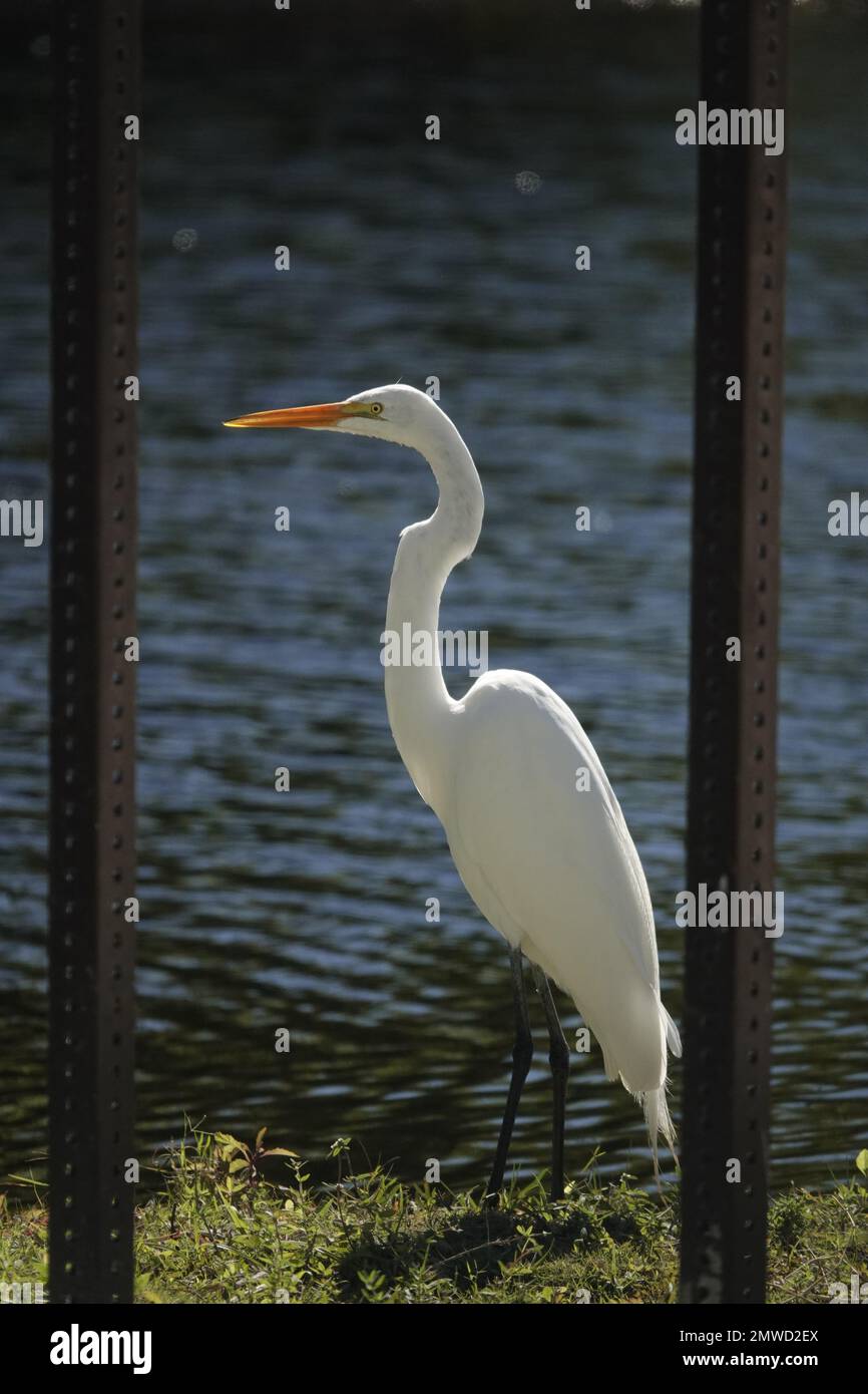 Great egret wading bird against dark background, Everglades ecosystem ...