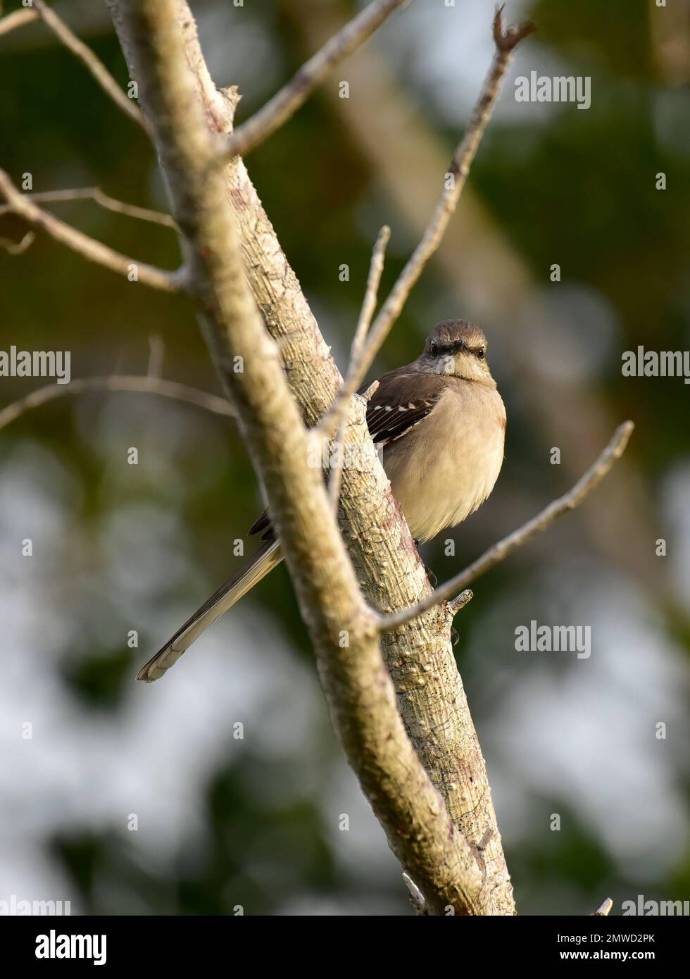 Northern mockingbird in tree, Big Cypress National Preserve, Everglades ...