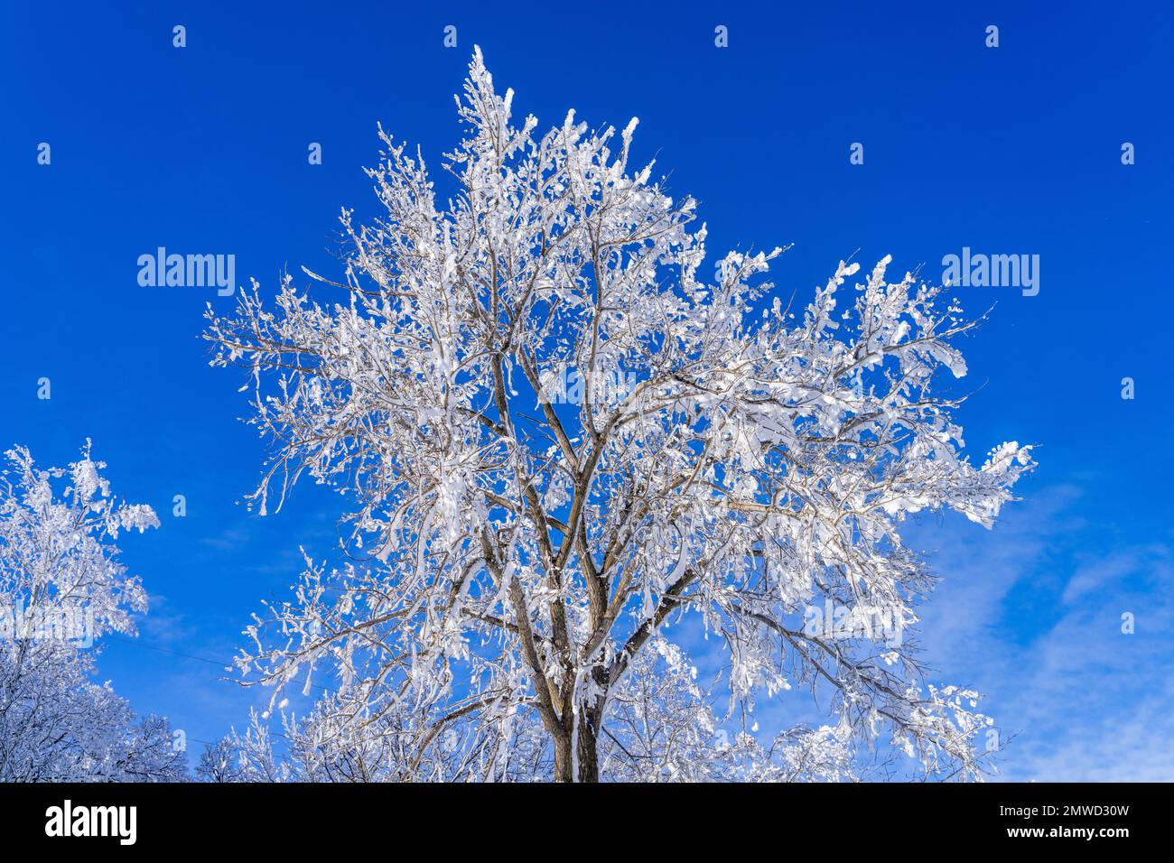 Trees Covered In Winter Hoar Frost Near The Village Of St Leon
