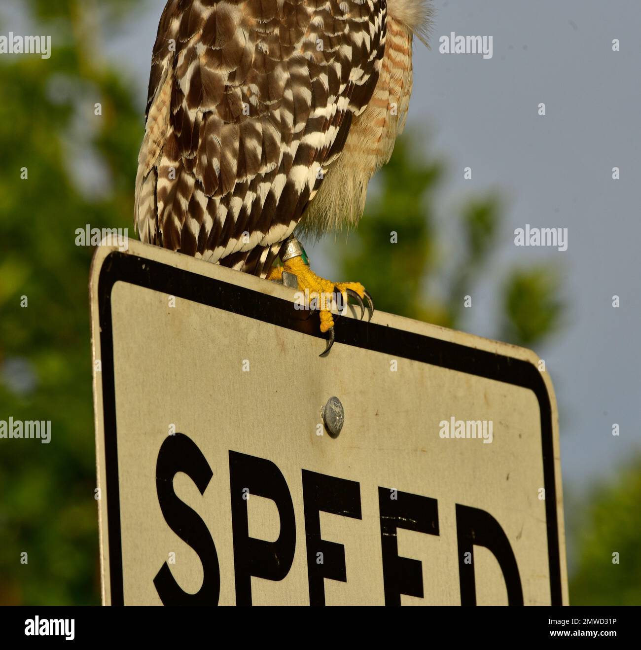 Red-shouldered hawk standing on sign, with leg band, Big Cypress ...
