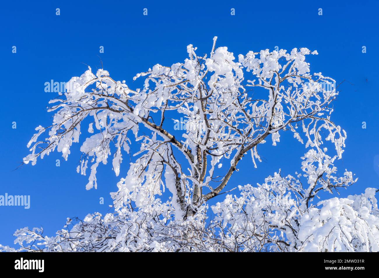Frost covered trees st hi-res stock photography and images - Alamy