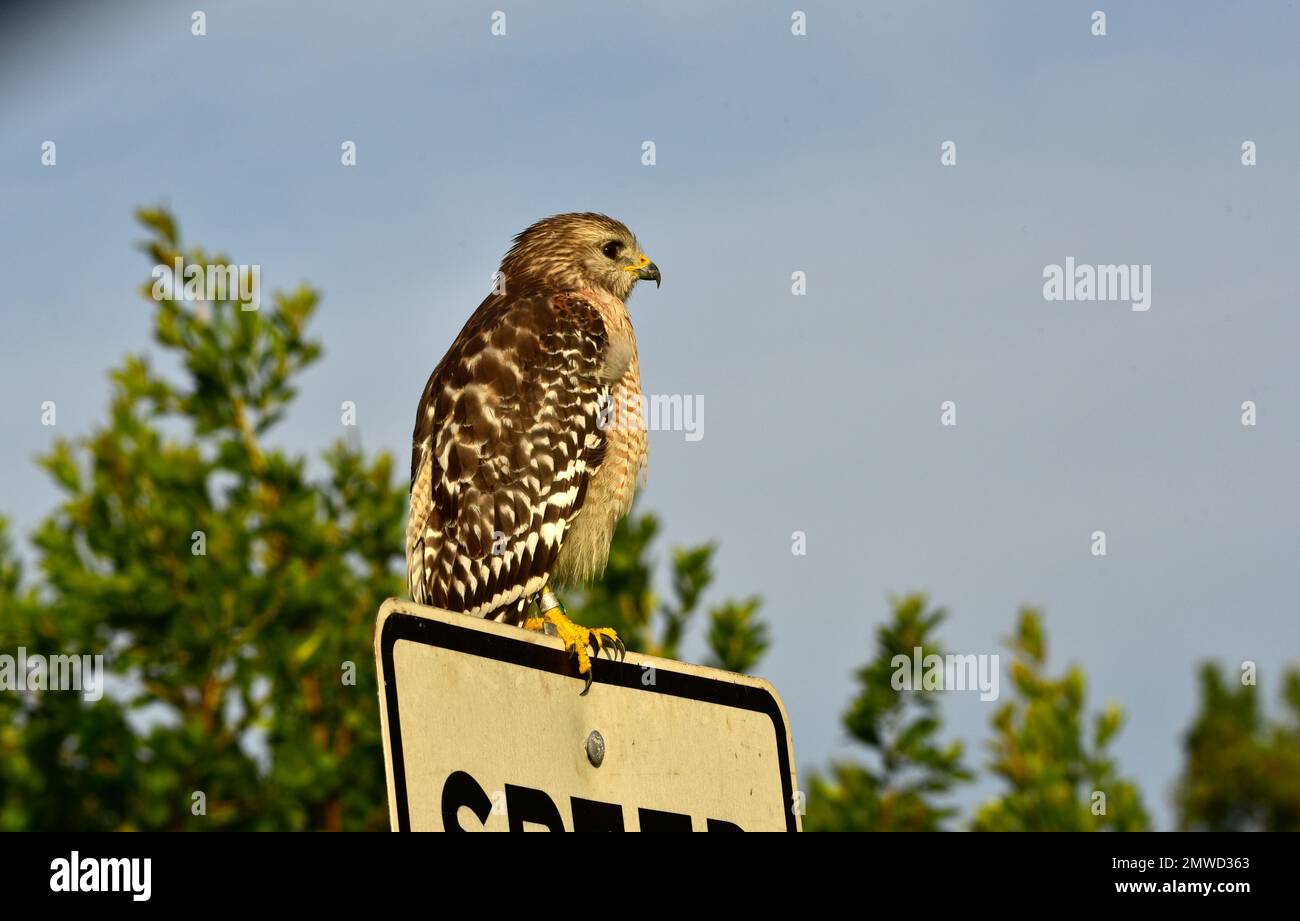 Red-shouldered hawk standing on sign, with leg band, Big Cypress ...