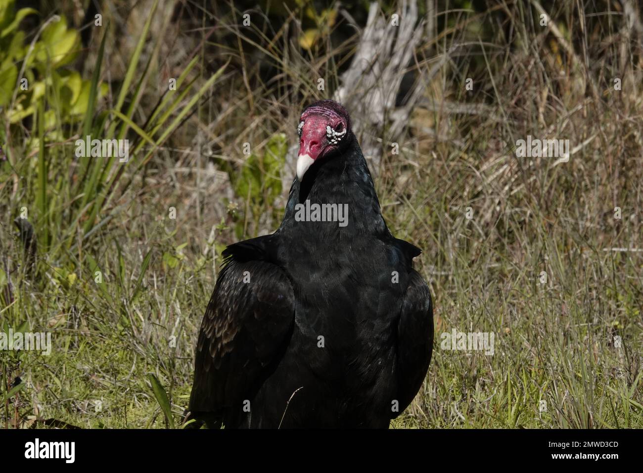 Turkey vulture closeup, Everglades ecosystem, Florida Stock Photo - Alamy Turkey vulture closeup, Everglades ecosystem, Florida Stock Photo - Alamy