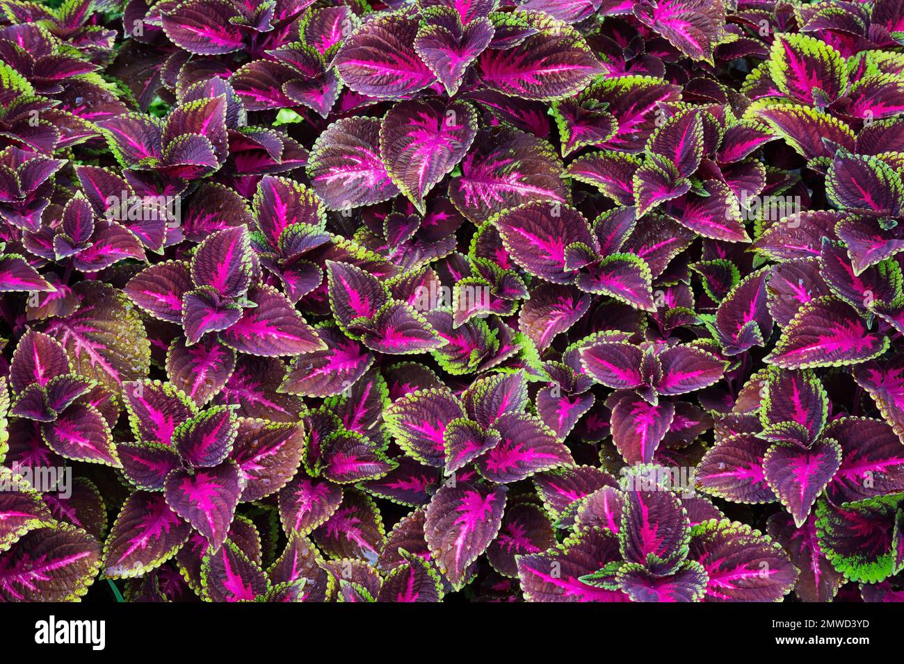Repeating plant motifs hi-res stock photography and images - Alamy