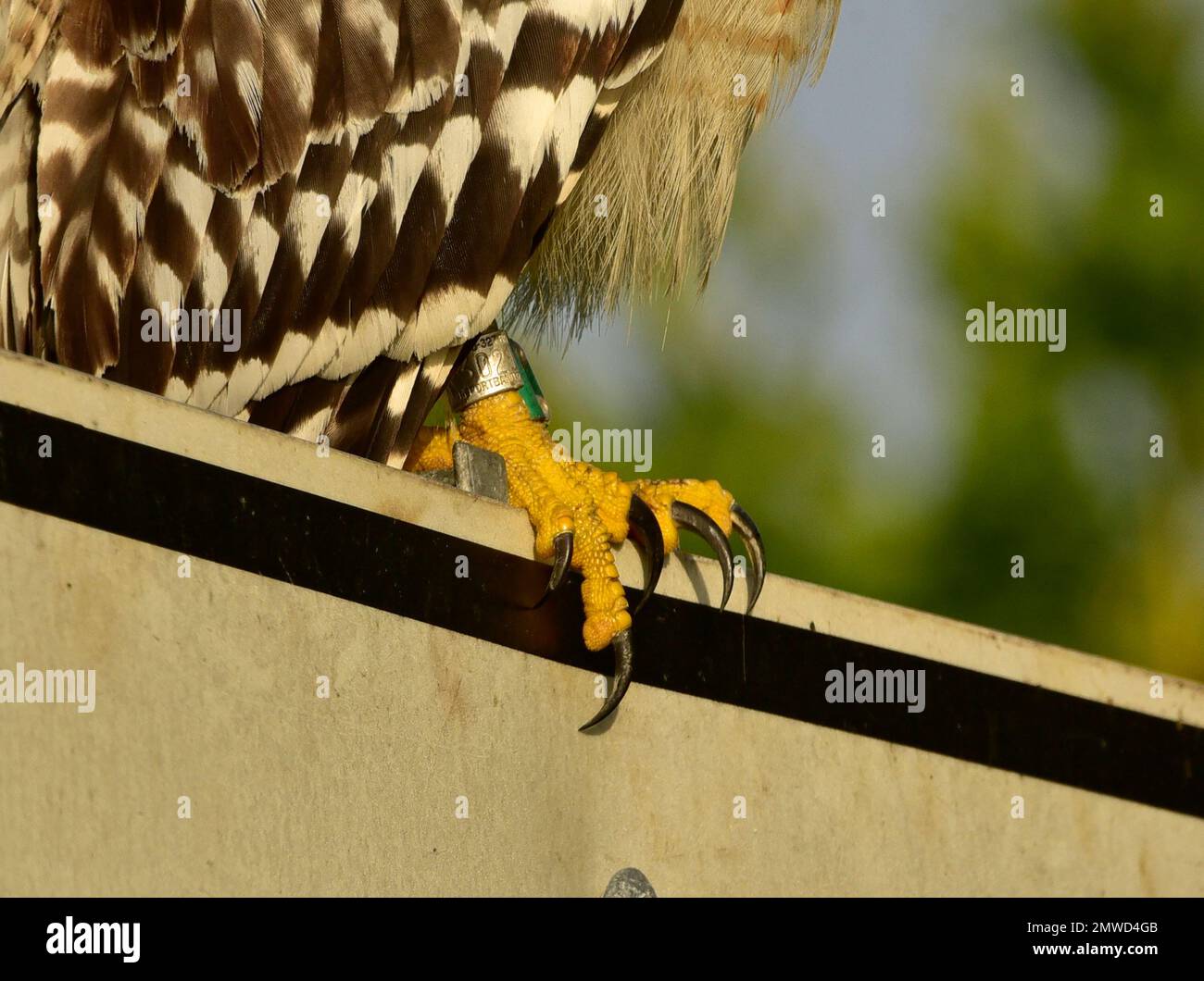 Red-shouldered hawk standing on sign, with leg band, Big Cypress ...