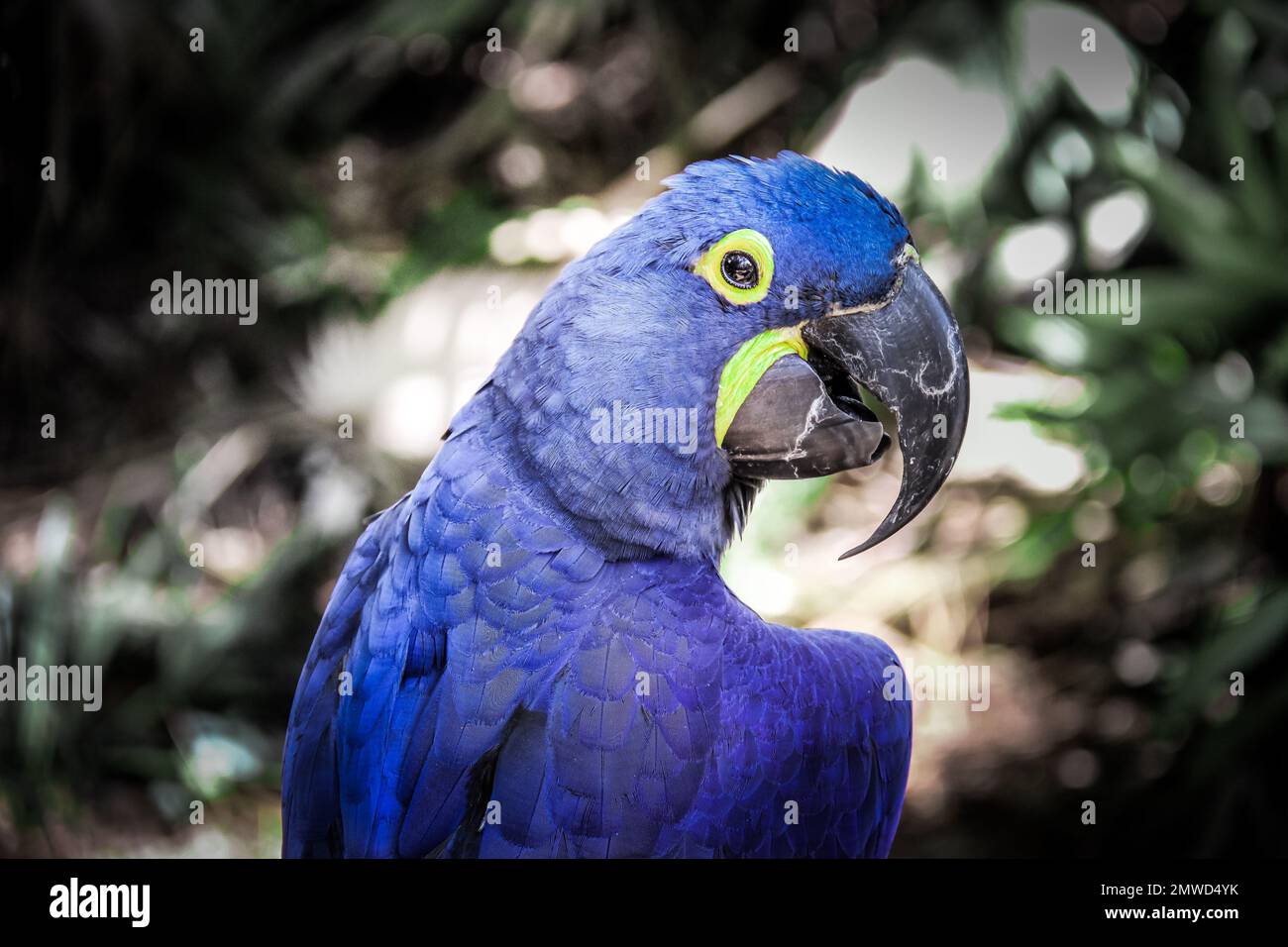 A closeup of the beautiful blue Hyacinth macaw (Anodorhynchus ...