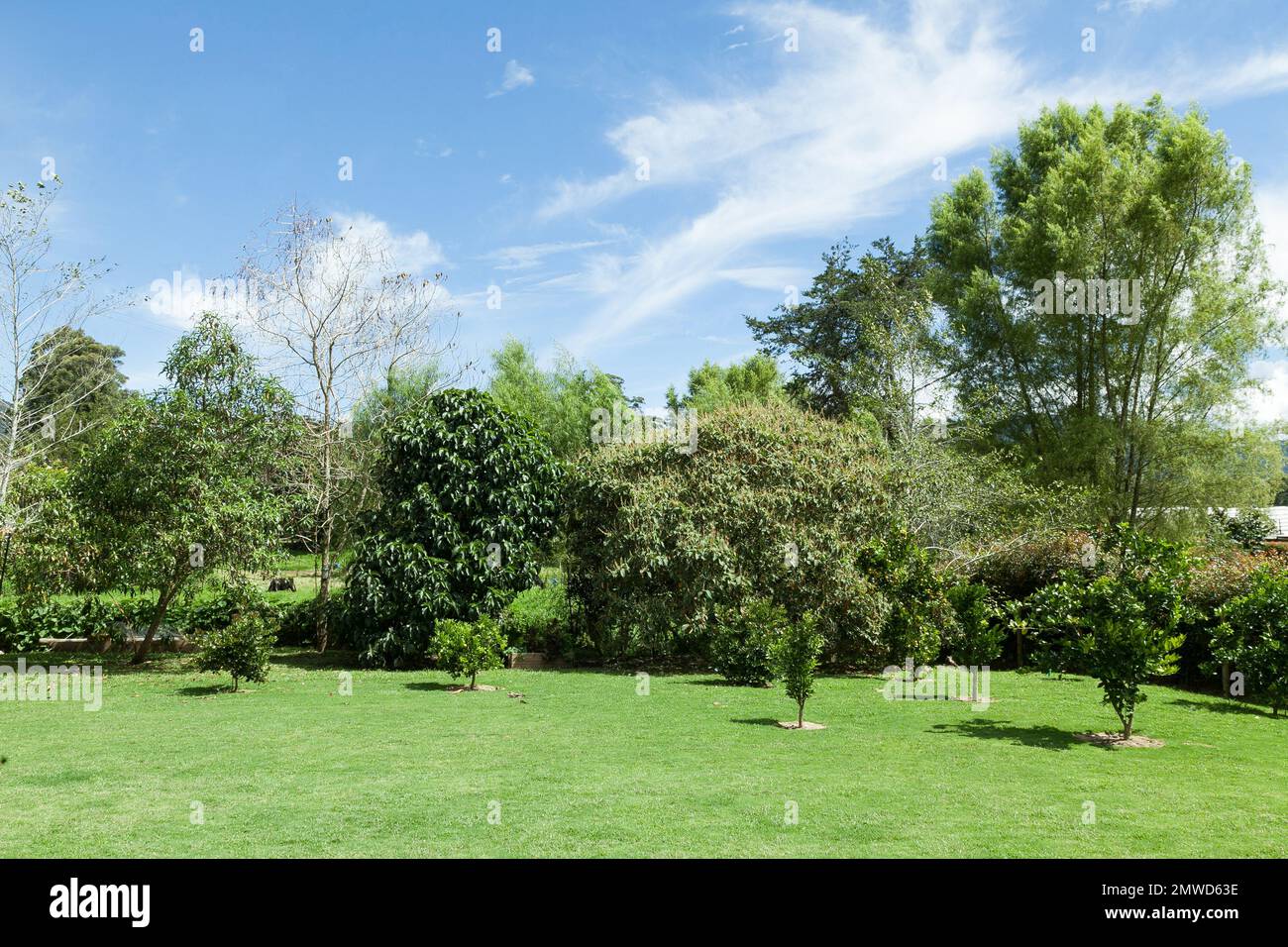 Beautiful natural landscape with trees and blue sky Stock Photo - Alamy