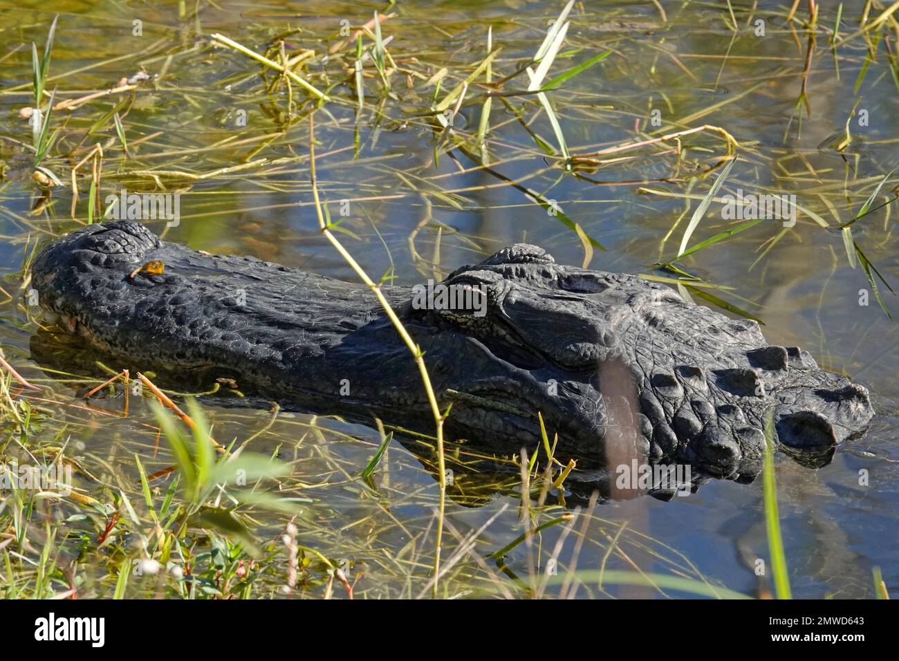 Alligator head in swamp, Everglades National Park, Florida Stock Photo ...