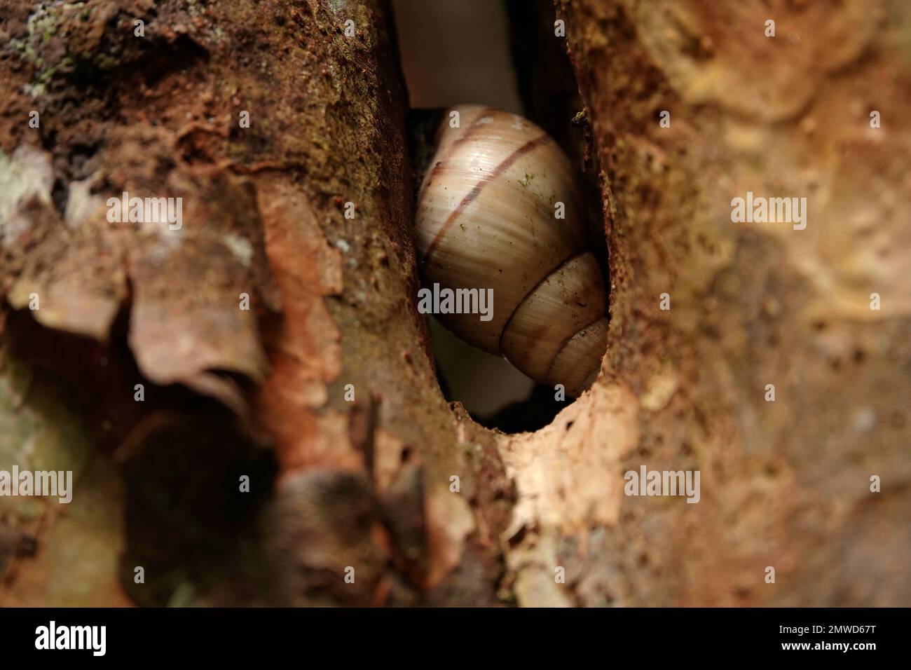 Tree snail hi-res stock photography and images - Alamy