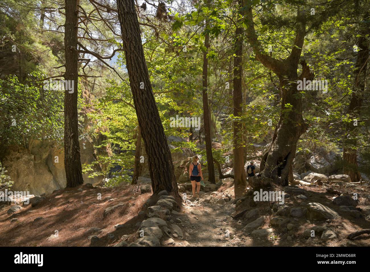 Pine trees, hiking trail, Samaria Gorge, Crete, Greece Stock Photo - Alamy