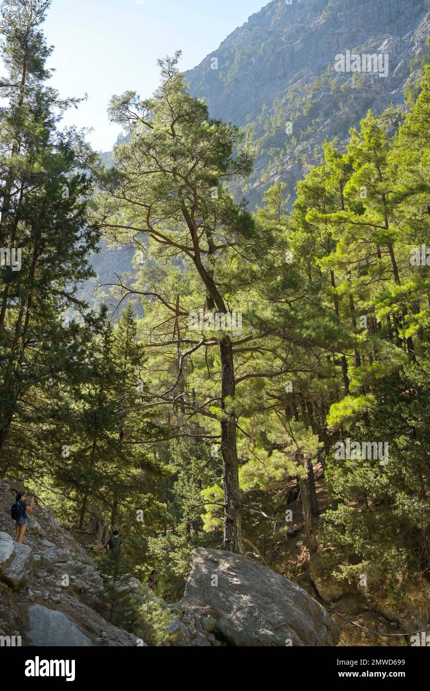 Pine trees, hiking trail, Samaria Gorge, Crete, Greece Stock Photo - Alamy
