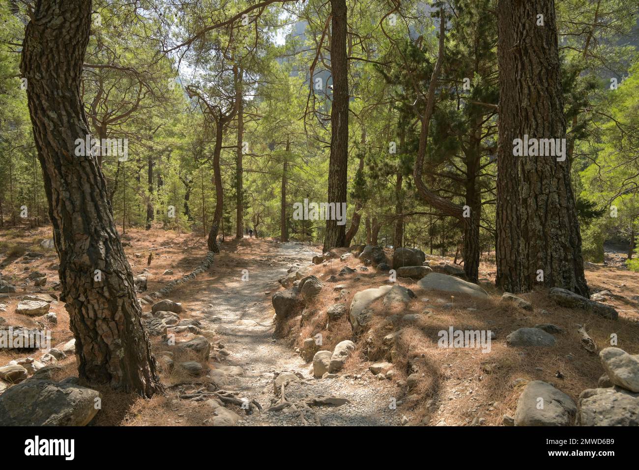 Pine gorge hi-res stock photography and images - Alamy