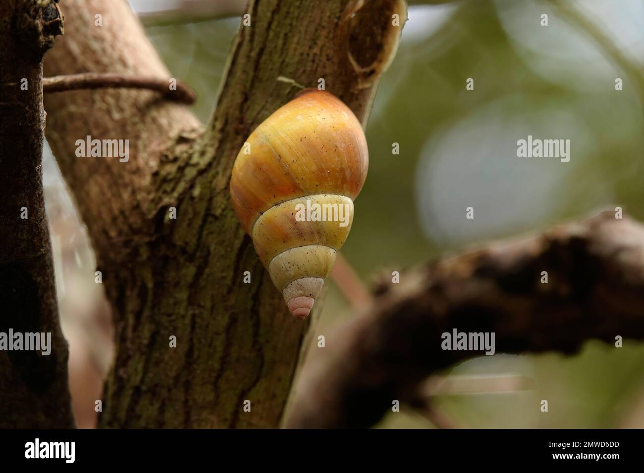 Liguus tree snail on tree, Everglades National Park, Florida Stock ...