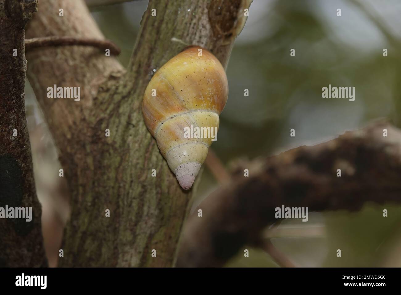 Tree snail hi-res stock photography and images - Alamy