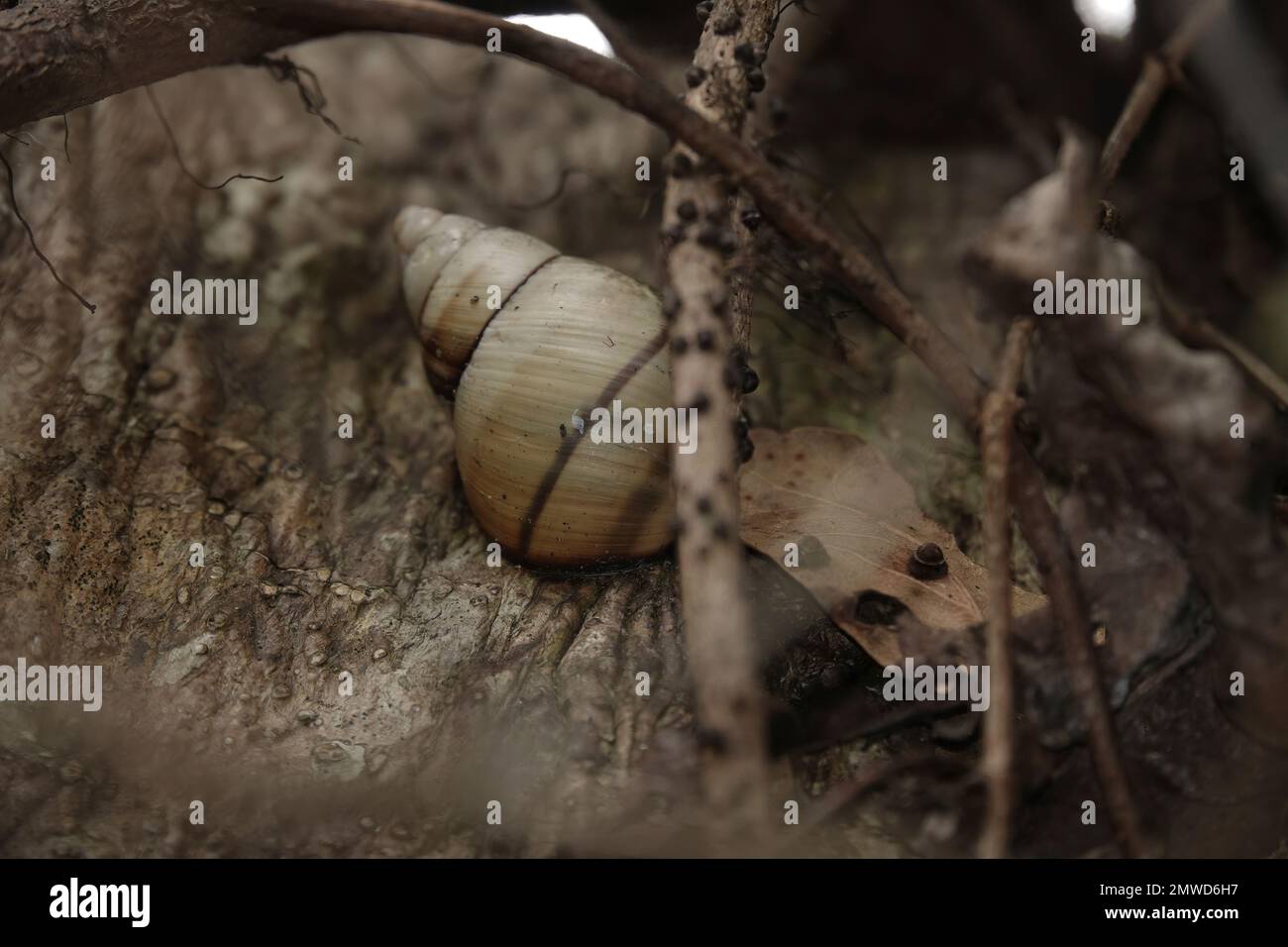 Liguus tree snail on tree, Everglades National Park, Florida Stock ...