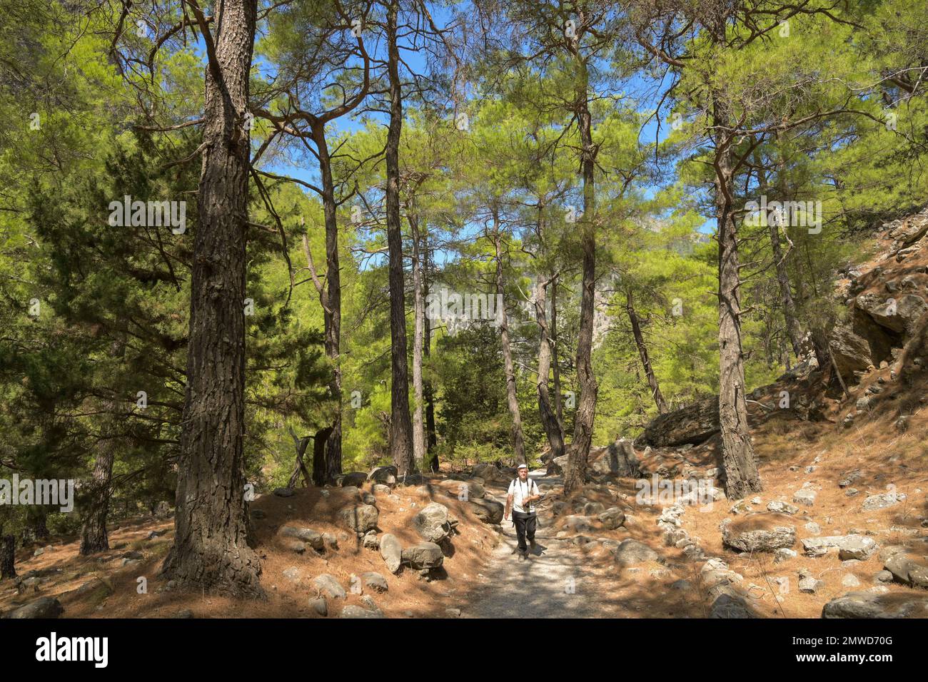 Pine trees, hiking trail, Samaria Gorge, Crete, Greece Stock Photo - Alamy