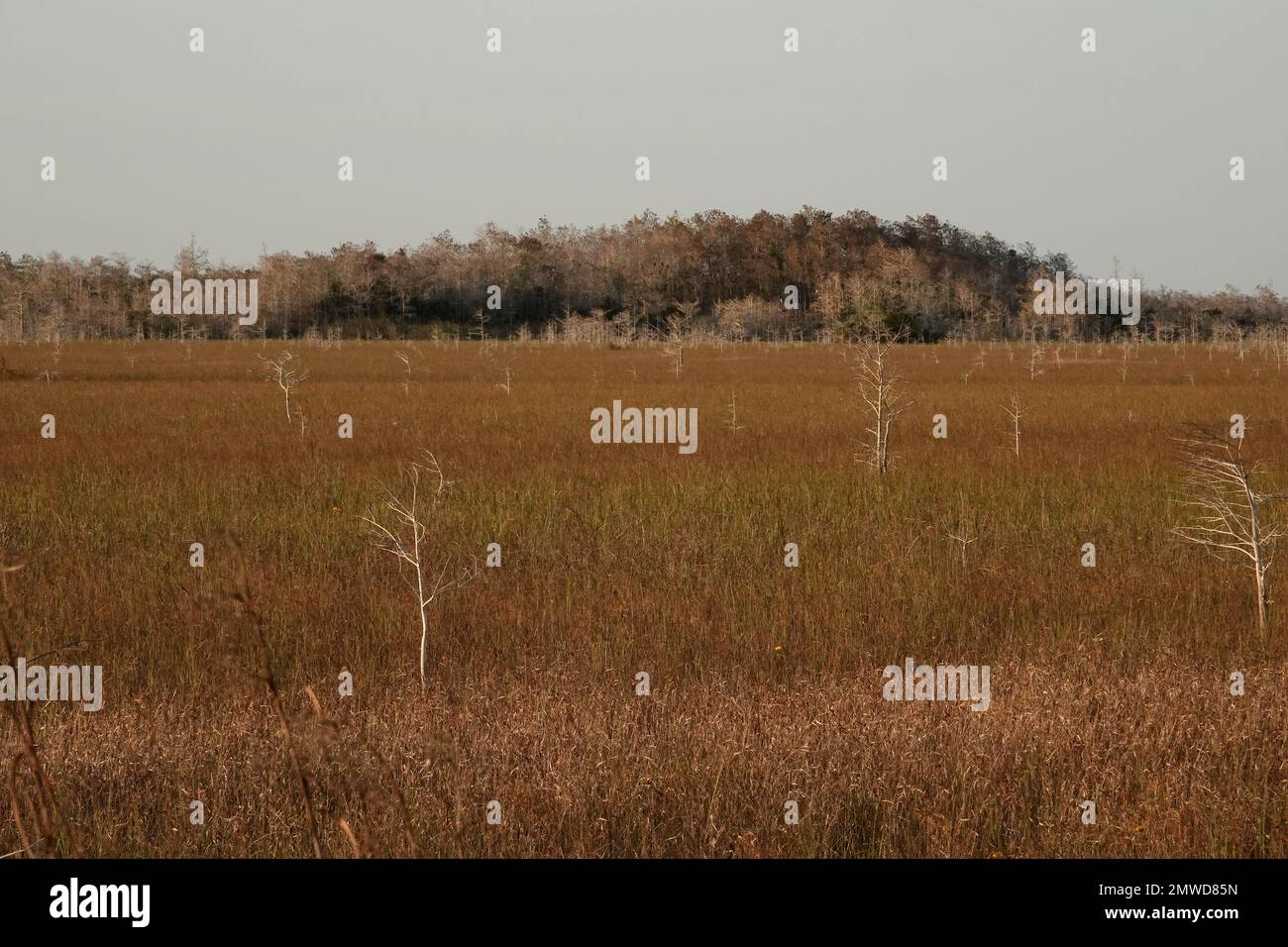 Dwarf cypress forest, Everglades National Park, Florida Stock Photo - Alamy