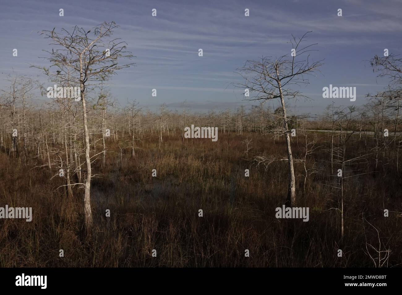 Dwarf cypress forest, Everglades National Park, Florida Stock Photo - Alamy