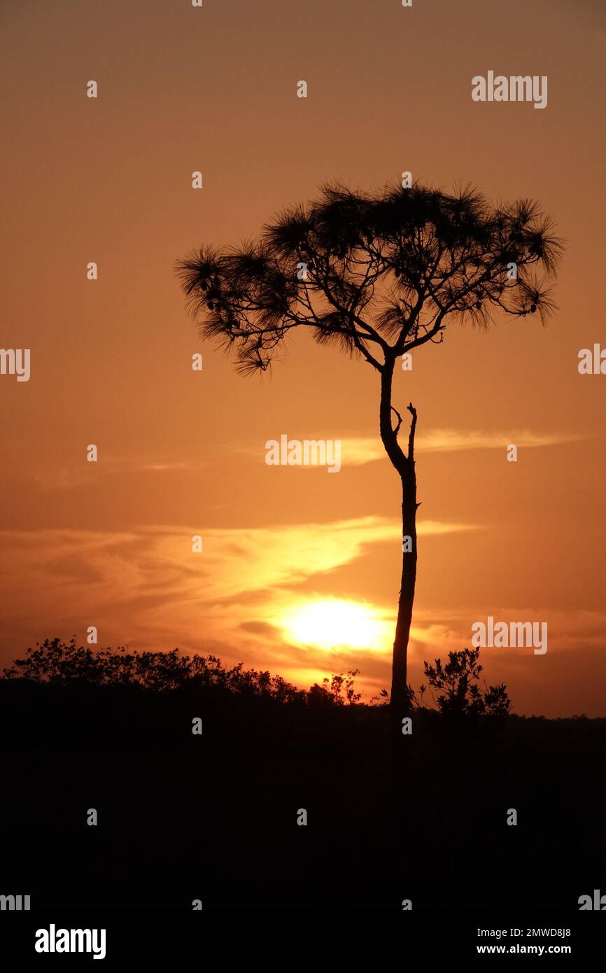 Single tall pine tree in silhouette at sunset, Everglades National Park ...