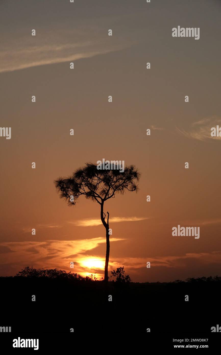 Single tall pine tree in silhouette at sunset, Everglades National Park ...