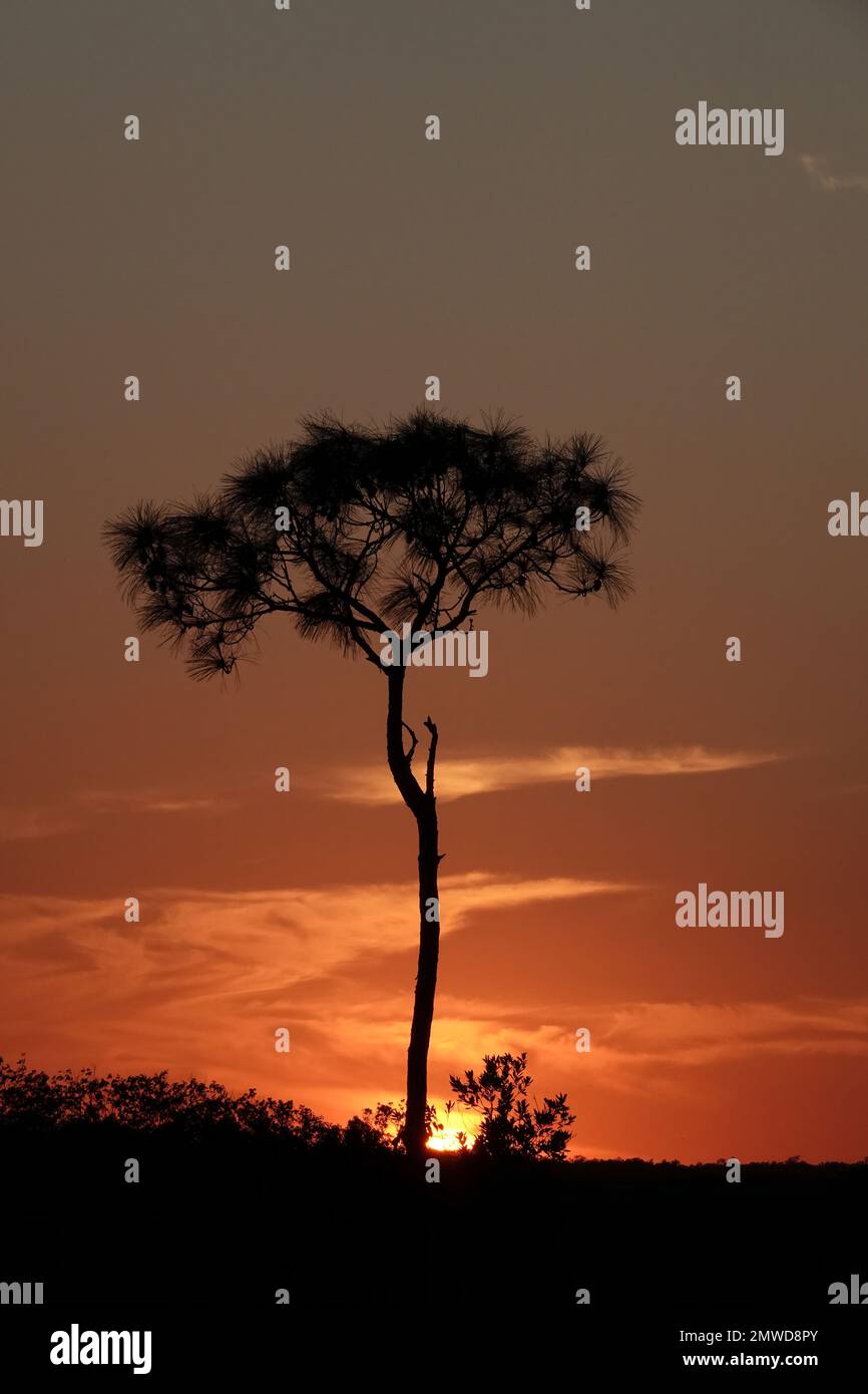 Single tall pine tree in silhouette at sunset, Everglades National Park ...