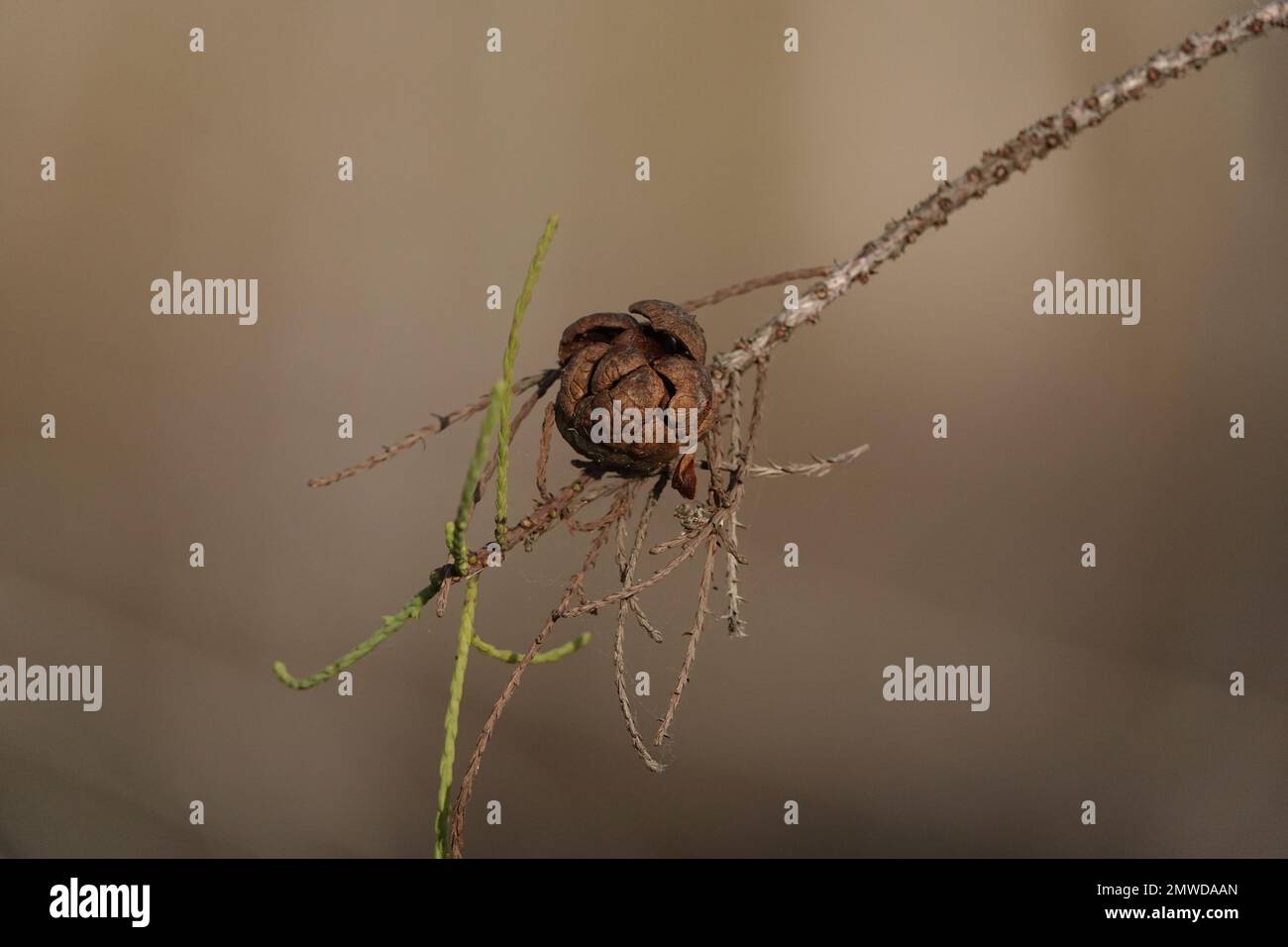 Bald cypress cone,Florida Everglades/Big Cypress flora Stock Photo - Alamy