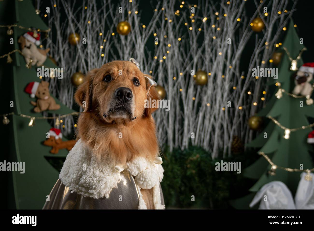 A fluffy Golden Retriever dressed in a white festive costume in front ...