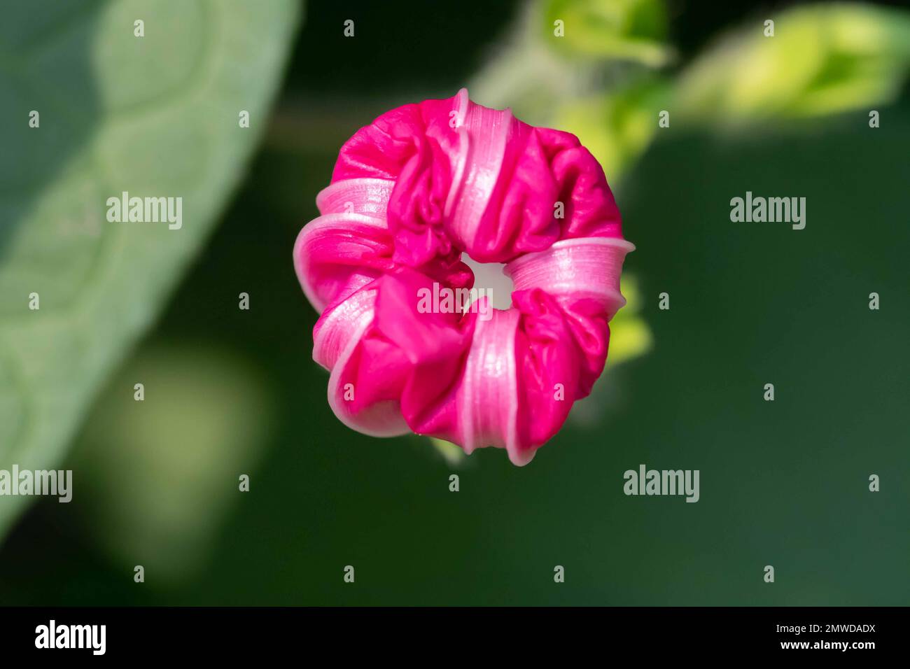 Top view of unique pink flower bud on green nature background Stock ...