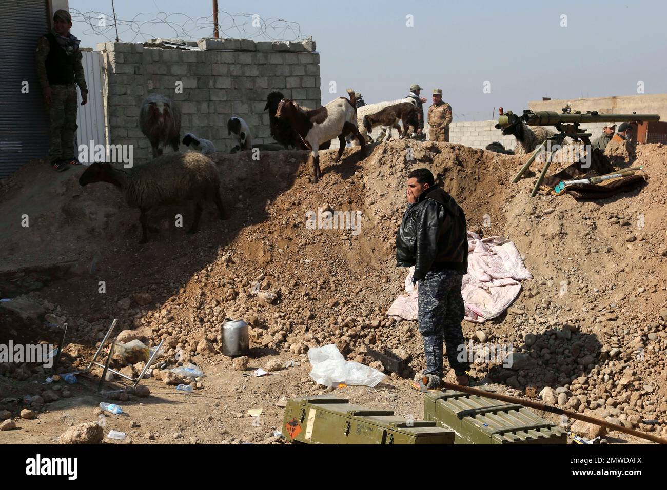 Livestock cross the front line between Iraqi security force and Islamic ...