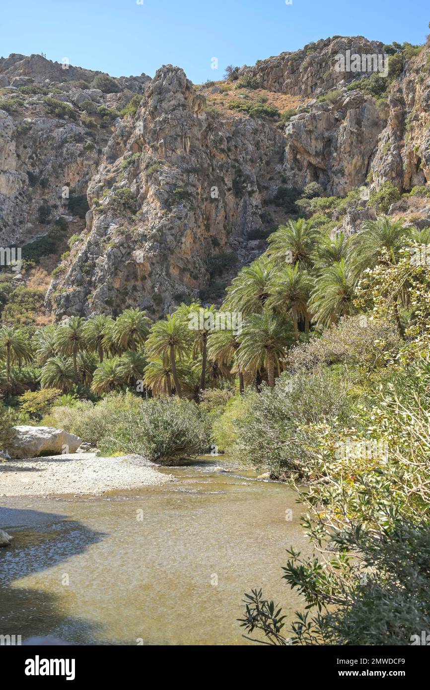 Stream, palm trees, Preveli, Crete, Greece Stock Photo - Alamy