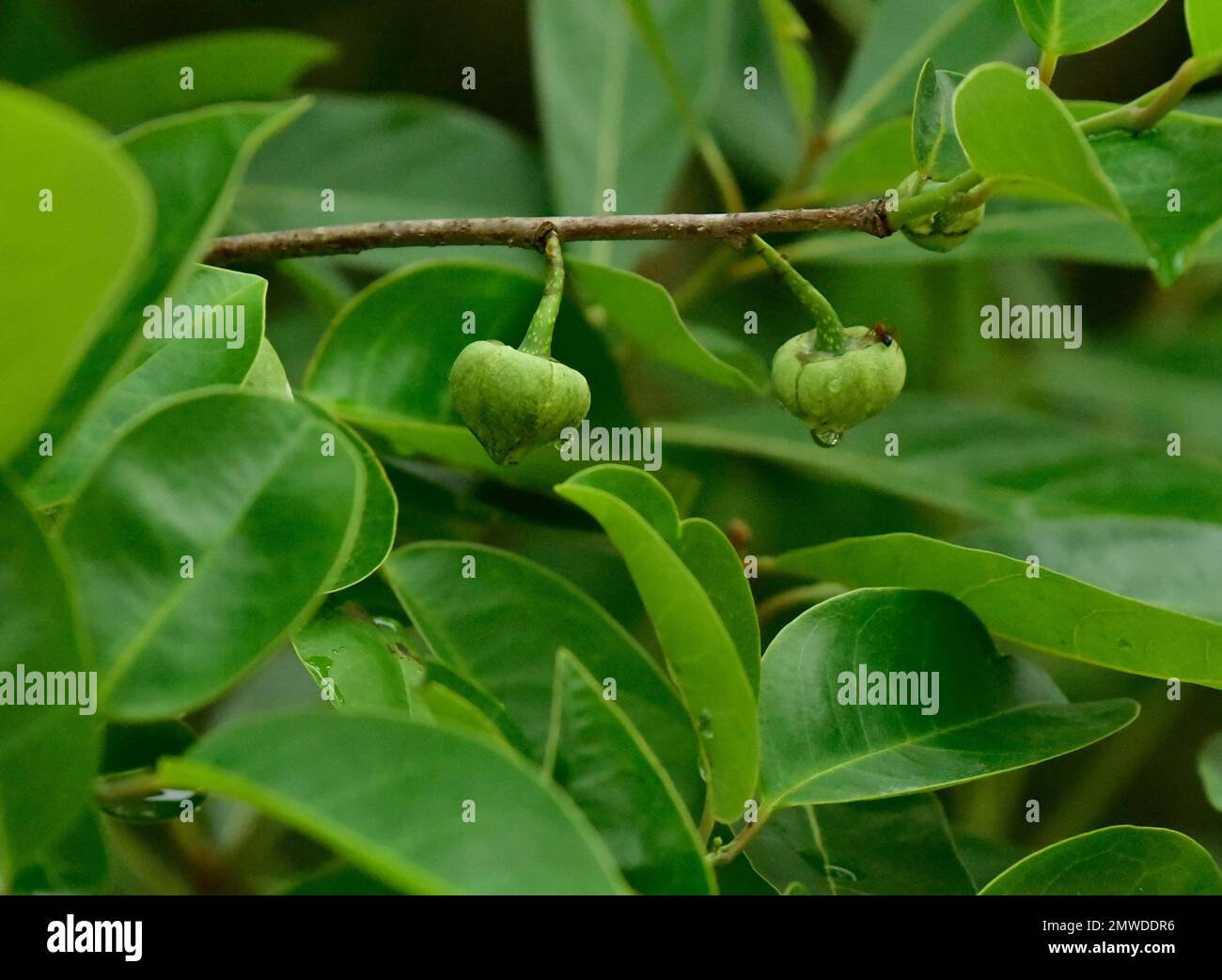 Pond apple with young fruit, Florida Everglades/Big Cypress flora Stock ...