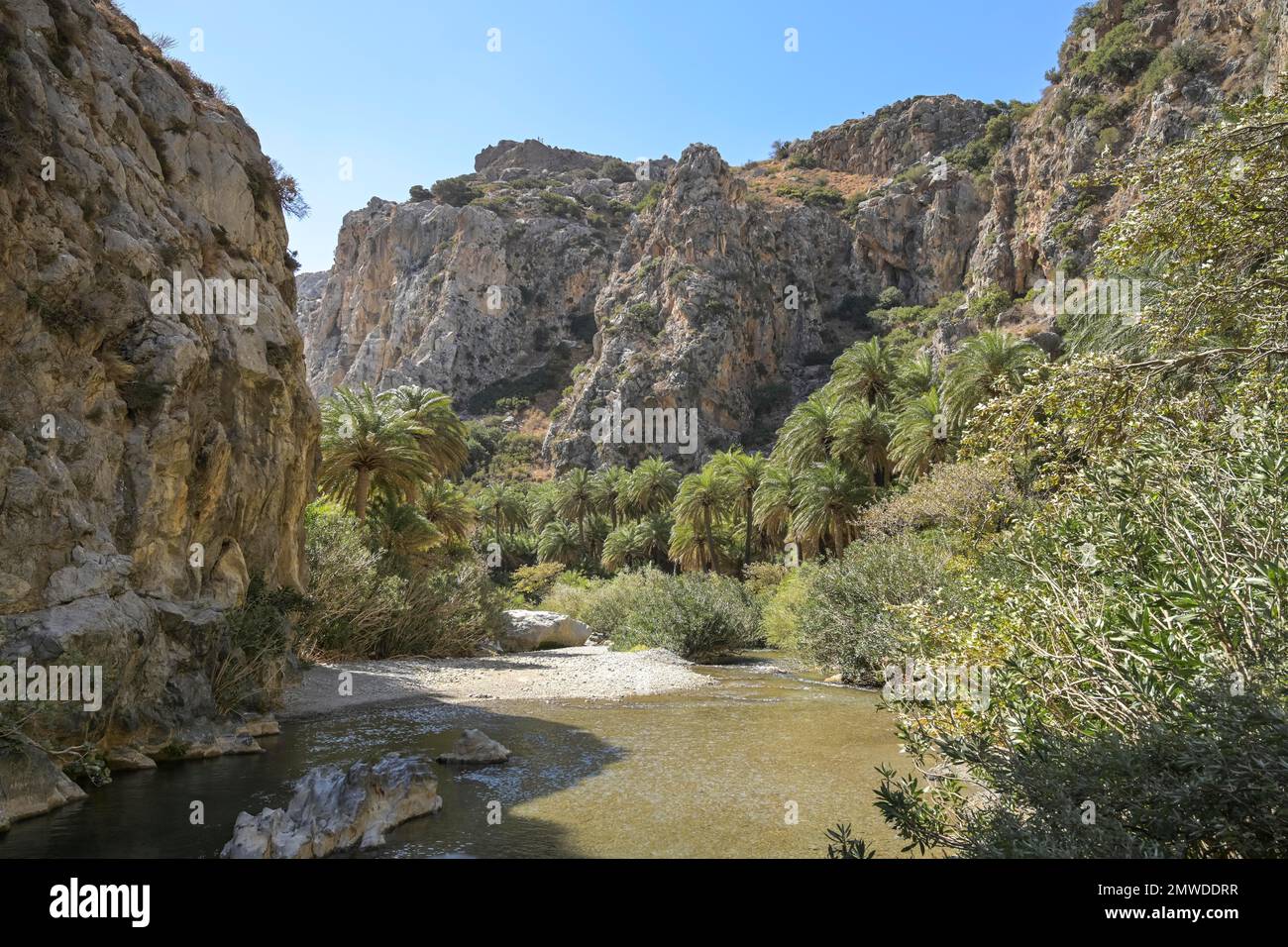 Stream, palm trees, Preveli, Crete, Greece Stock Photo - Alamy